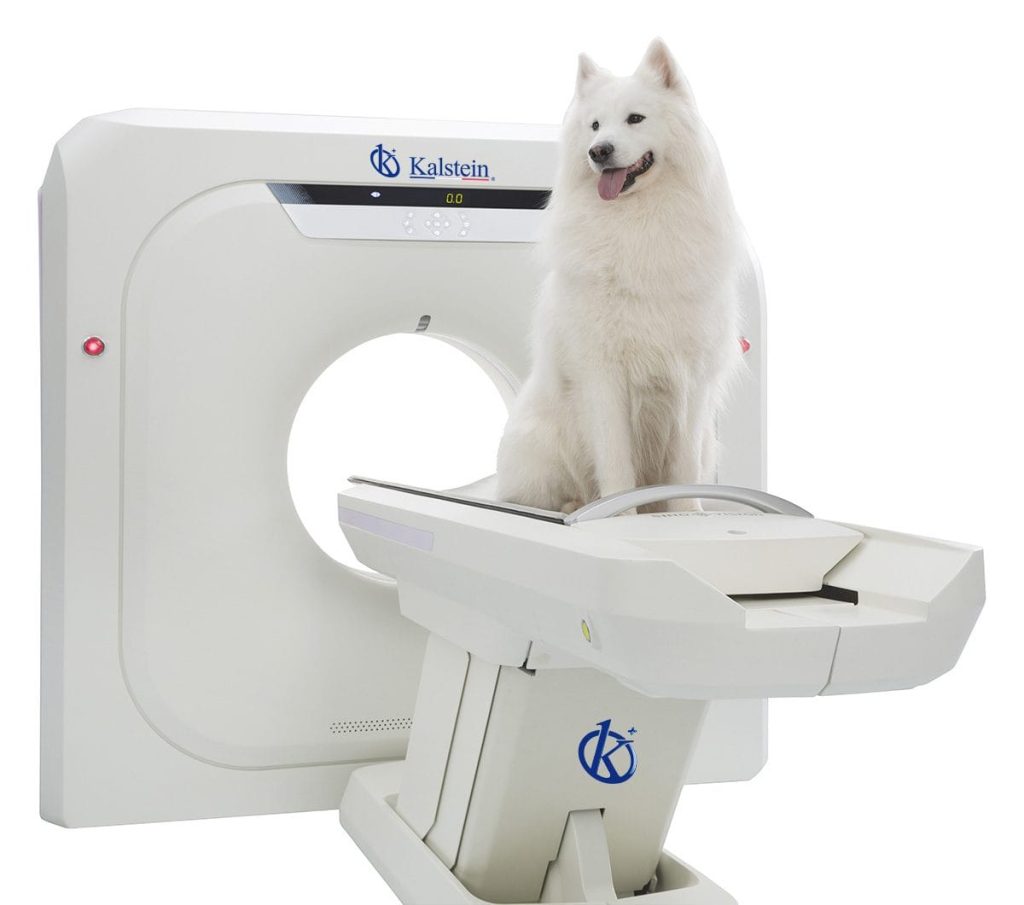Innovative Advancement in Veterinary Diagnosis: Exploring the ...